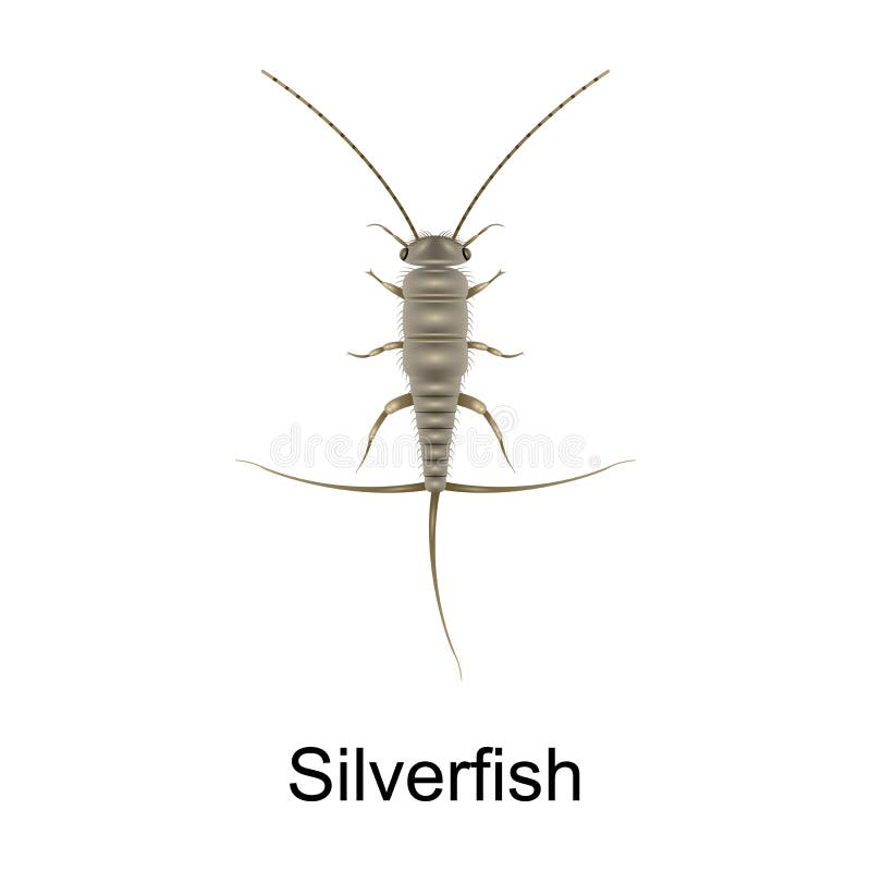 Silverfish Icon in Trendy Design Style. Silverfish Icon Isolated on ...