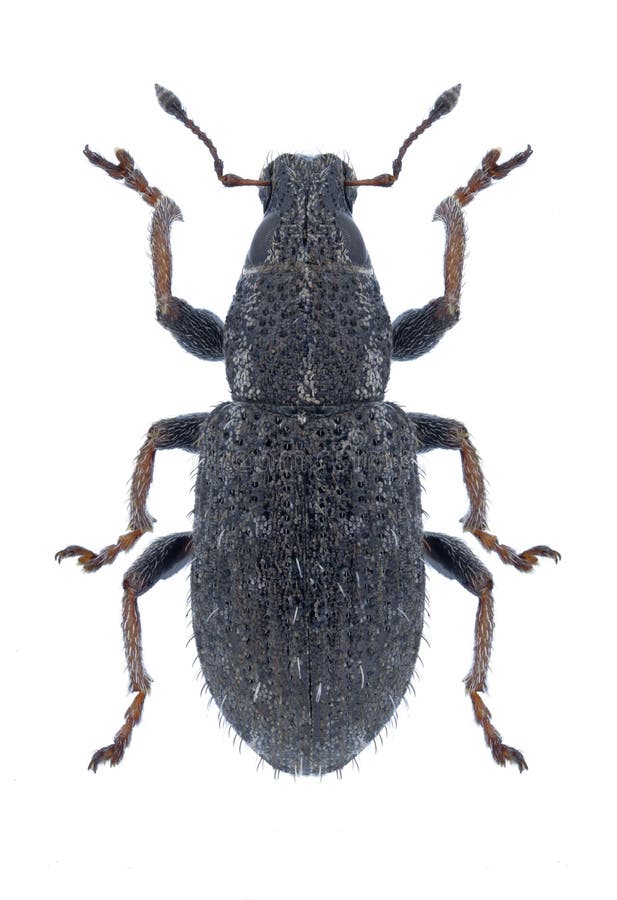 Sitona Hispidulus Stock Photos - Free & Royalty-Free Stock Photos from ...