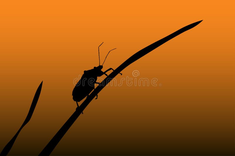 Beetle Sits on a Blade of Grass on a Sunset Background Stock ...