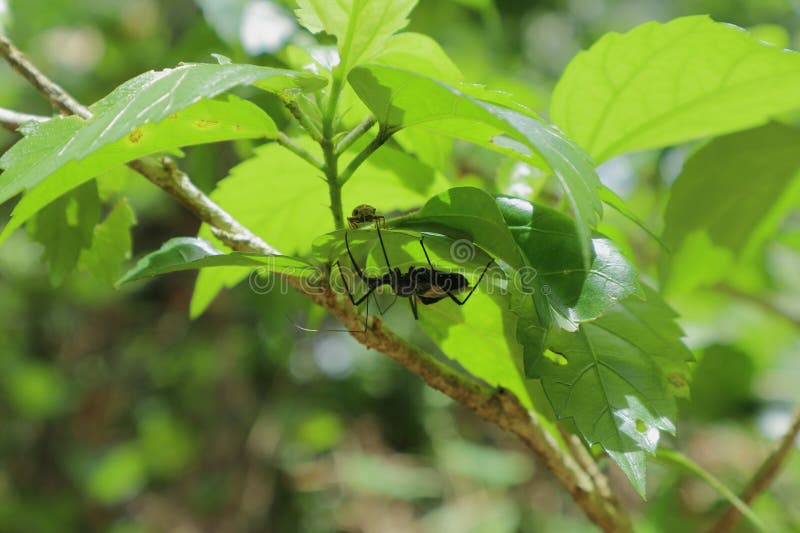A Beetle Sits on the Top of a Leaf, Unaware that an Assassin Bug is ...