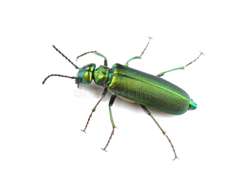 Beetle - Spanish Fly Lytta Vesicatoria on White Stock Photo - Image of ...
