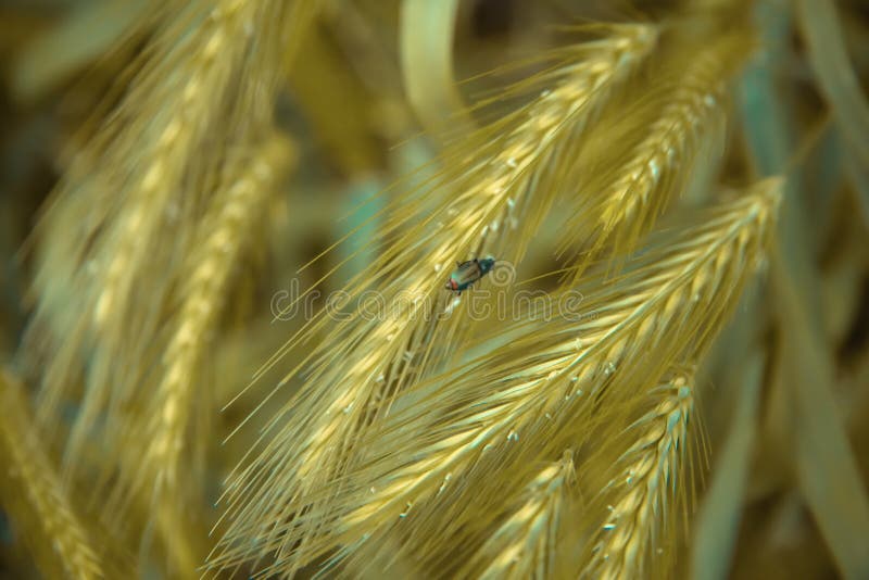Beetle spikelets stock photo. Image of insect, country - 41000556