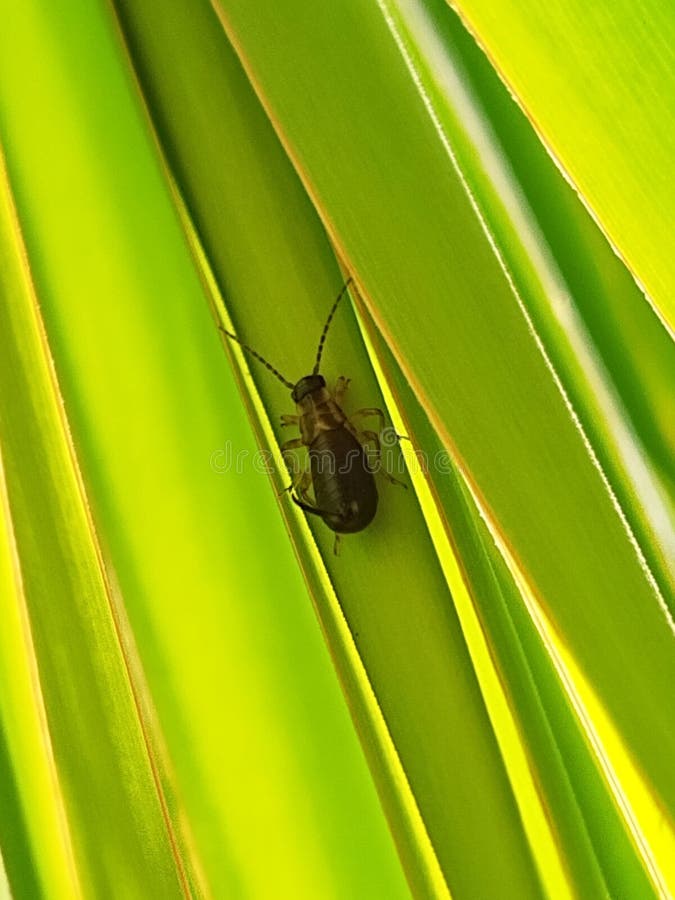 Beetle among the Spring Greenery Stock Image - Image of vector ...