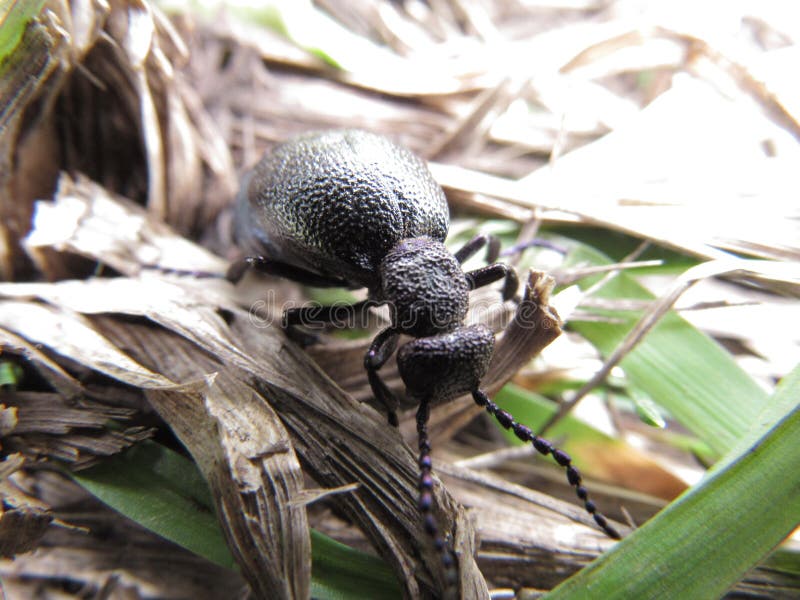 Beetle and spring heat stock image. Image of beetle - 163014307