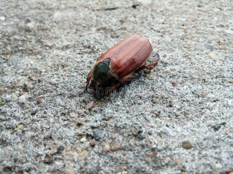 Dor Beetle or Spring Dor Beetle Trypocopris Vernalis Stock Image ...