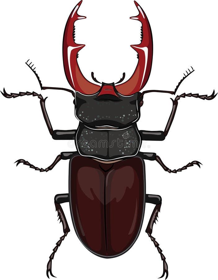 Lucanus Cervus, Stag Beetle Family Lucanidae Male and Female Sexual ...