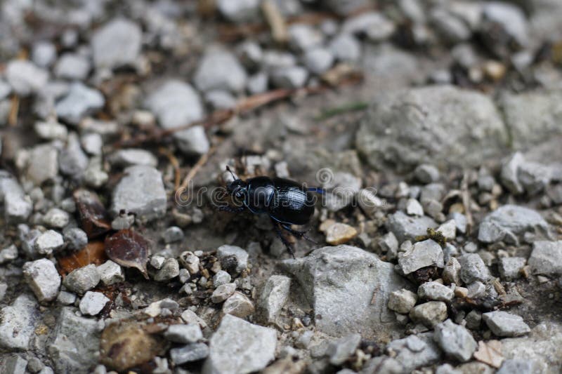 Beetle on the stone path stock photo. Image of flower - 337005010