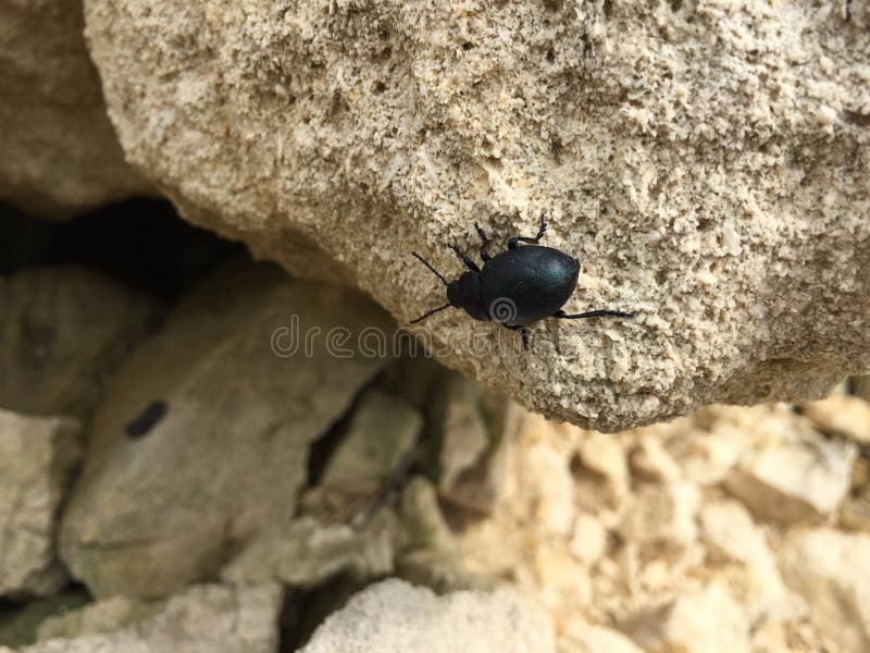 Beetle on stone stock photo. Image of walking, stone - 53655000