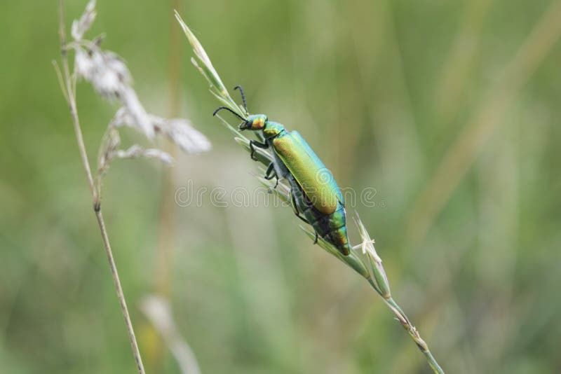 Beetle on straw stock image. Image of rural, stem, armed - 76180497