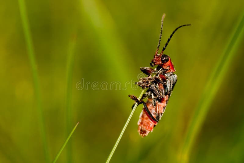 Beetle on a straw stock image. Image of ugly, crawly - 39320535