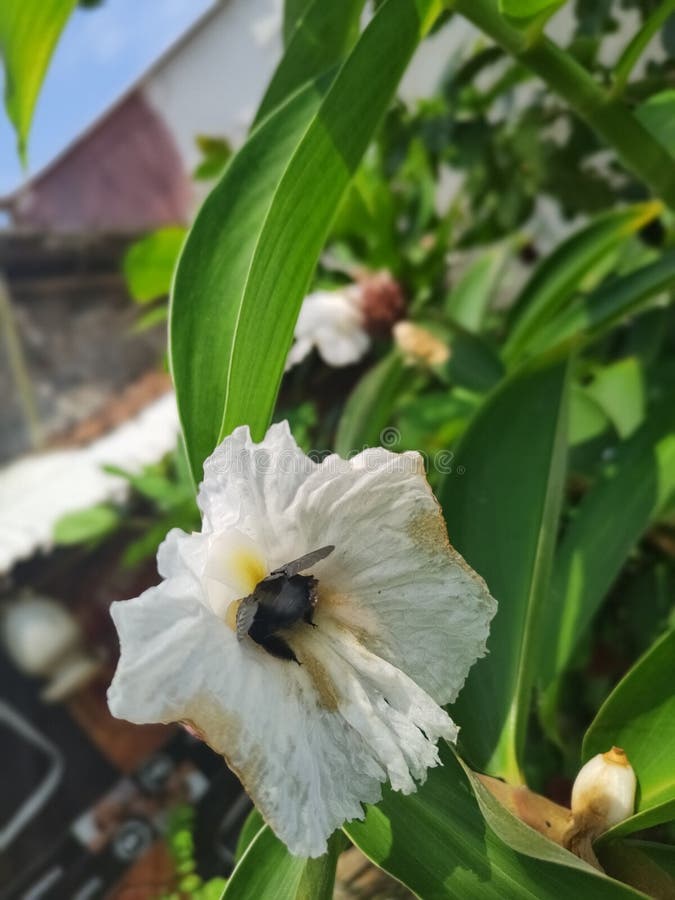 The Beetle is Taking Flower Juice Stock Photo - Image of invertebrate ...