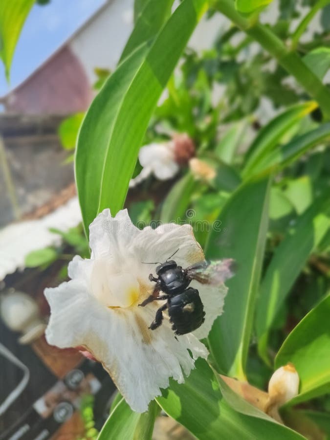 The Beetle is Taking the White Flower Juice Stock Photo - Image of ...