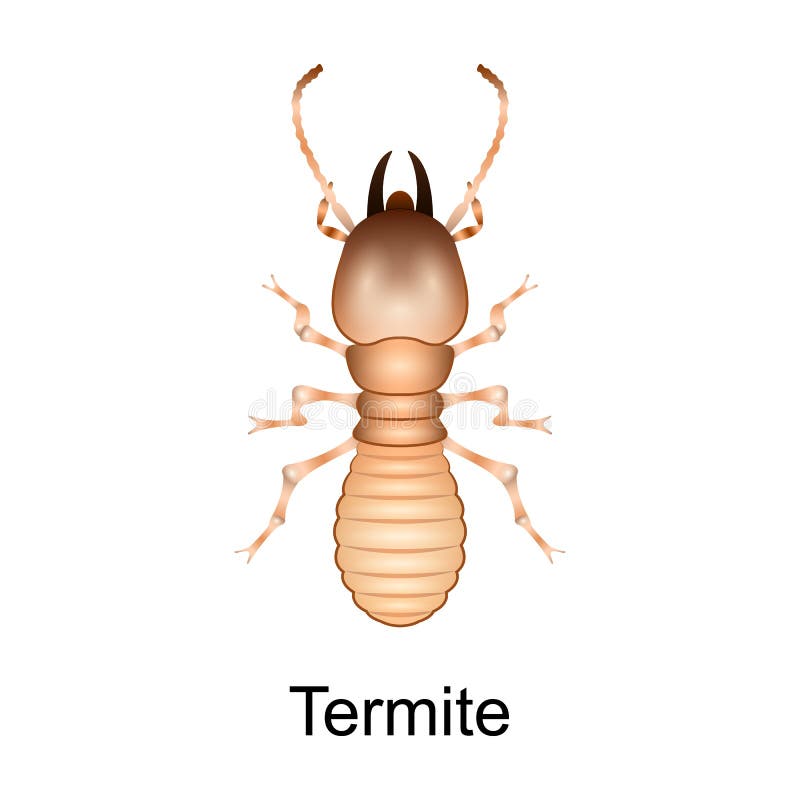 Termite Logo Stock Illustrations – 1,046 Termite Logo Stock ...