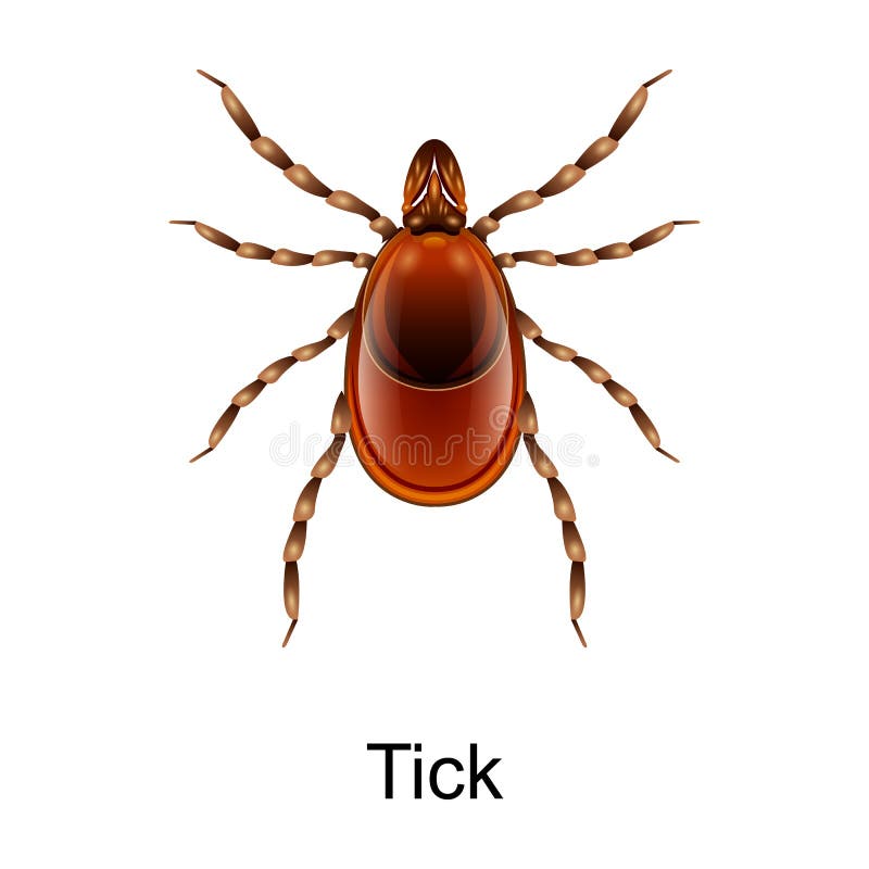 Tick Vector Black Icon. Vector Illustration Pest Insect Tick on White ...