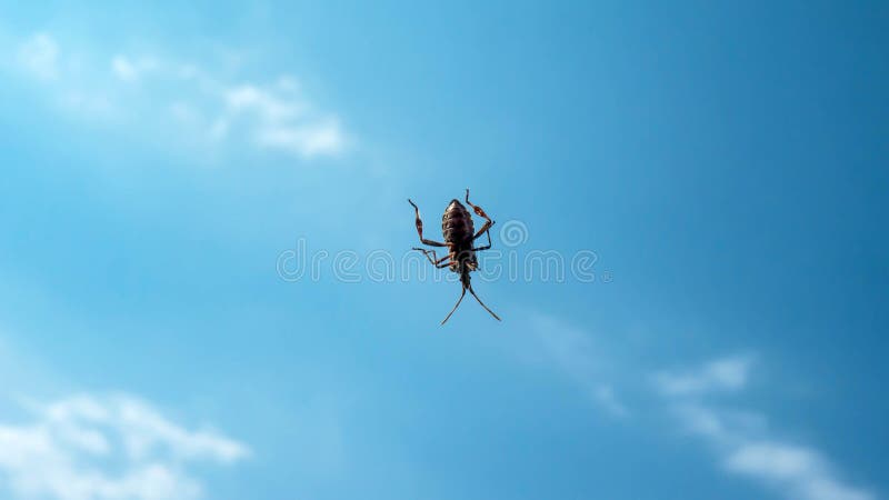 A Beetle on Transparent Glass, an Unknown Insect,a Beautiful Sky ...