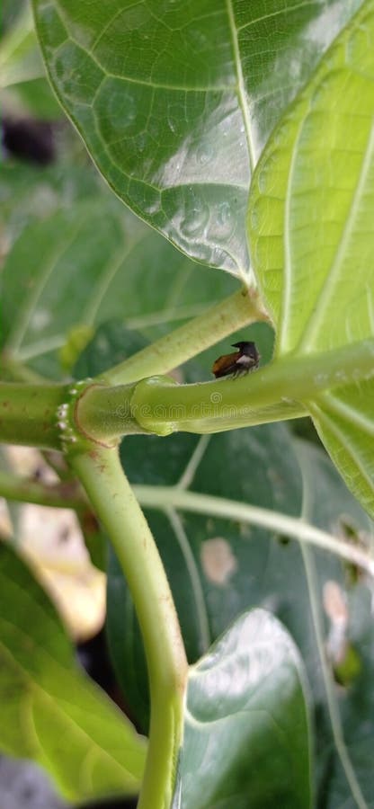 Small Insect on a Green Tree Stalk Stock Image - Image of insect, green ...