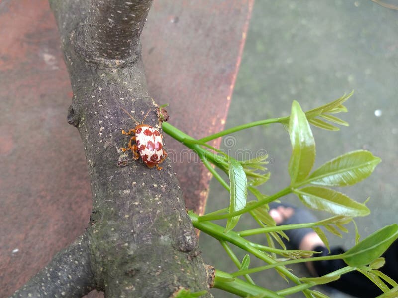 Beetle on a Tree in the Garden. Ladybug on Hog Plum Tree Branch. Stock ...