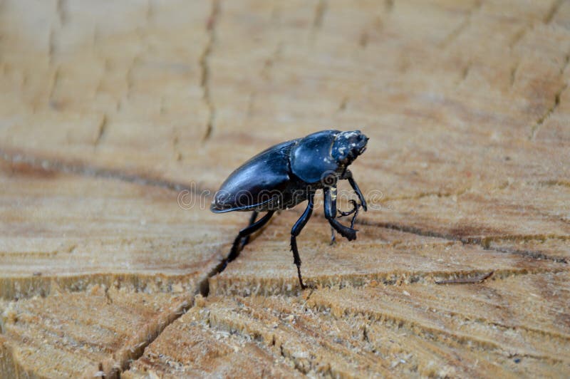 Beetle on a tree stump stock photo. Image of small, stump - 193482958