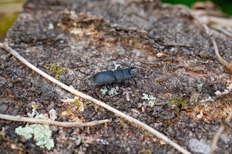 Beetle on a tree trunk stock image. Image of space, wild - 327657223