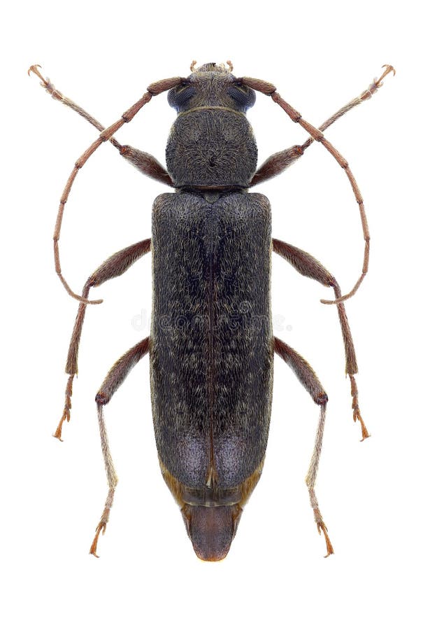 Beetle Trichoferus Campestris Stock Image - Image of biology, white ...