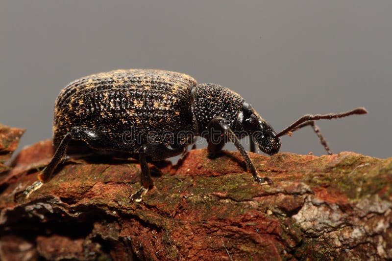 Black snout beetle. stock photo. Image of close, insect - 41691874