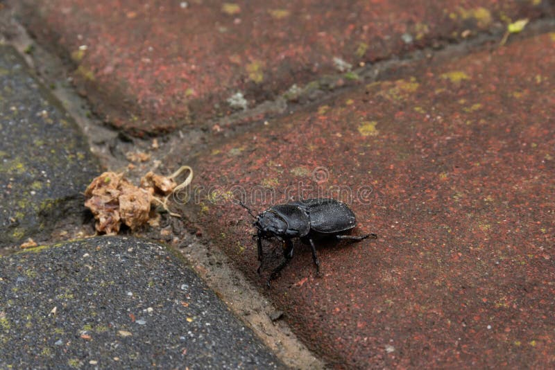 A Beetle Walking on Cobblestones Stock Photo - Image of worms, beetle ...