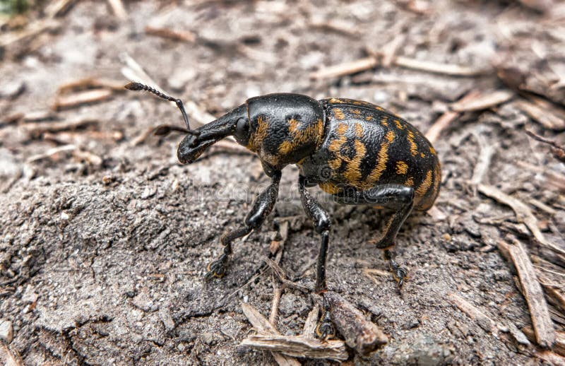 Beetle Walking on Sail. Close Up Hdr View Stock Image - Image of ...