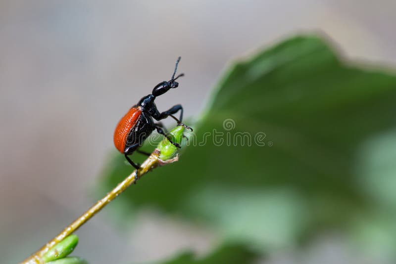 Walnut Weevils Stock Photos - Free & Royalty-Free Stock Photos from ...