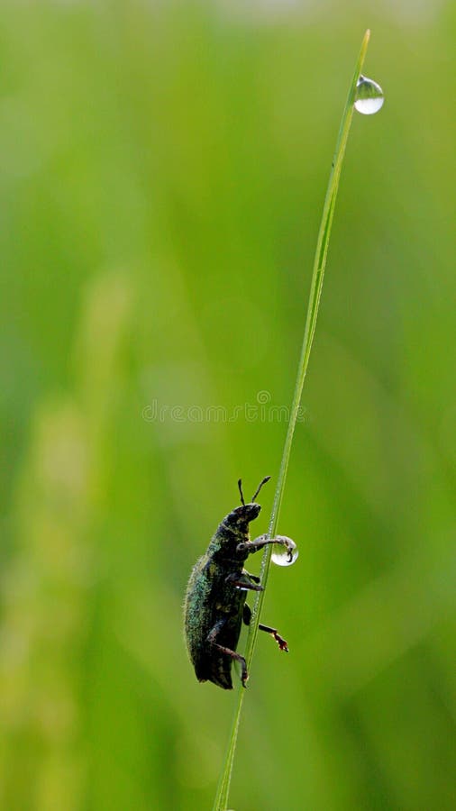 Beetle and water drop stock image. Image of live, grass - 27453425