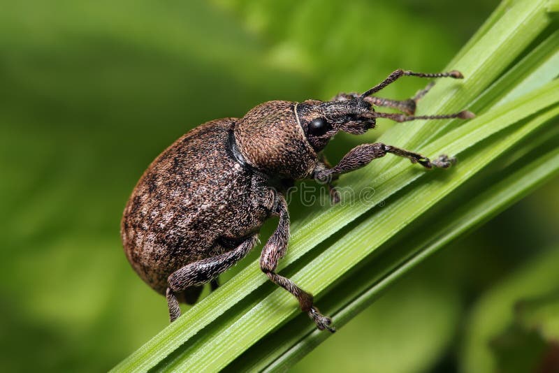 Beetle weevil. stock photo. Image of bites, animals - 119982008
