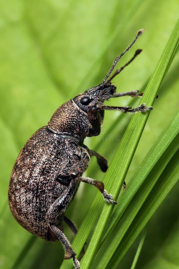 Beetle weevil. stock image. Image of agriculture, animals - 119982015