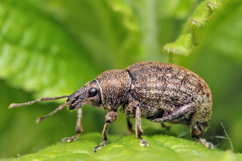 Beetle weevil. stock photo. Image of weevil, animals - 119981908