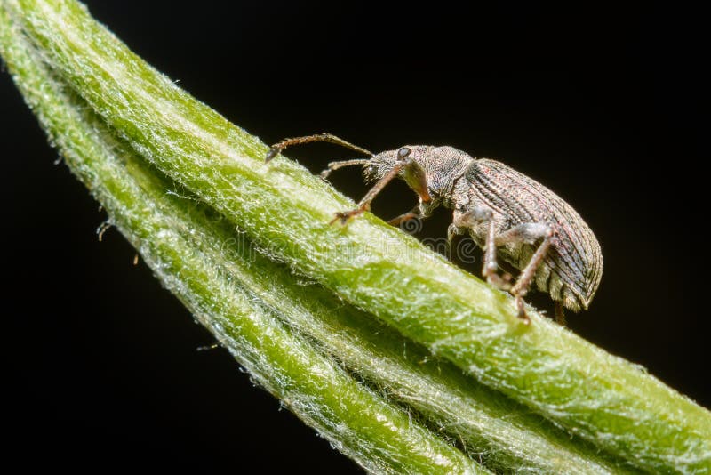 Sciaphobus Squalidus Stock Photos - Free & Royalty-Free Stock Photos ...