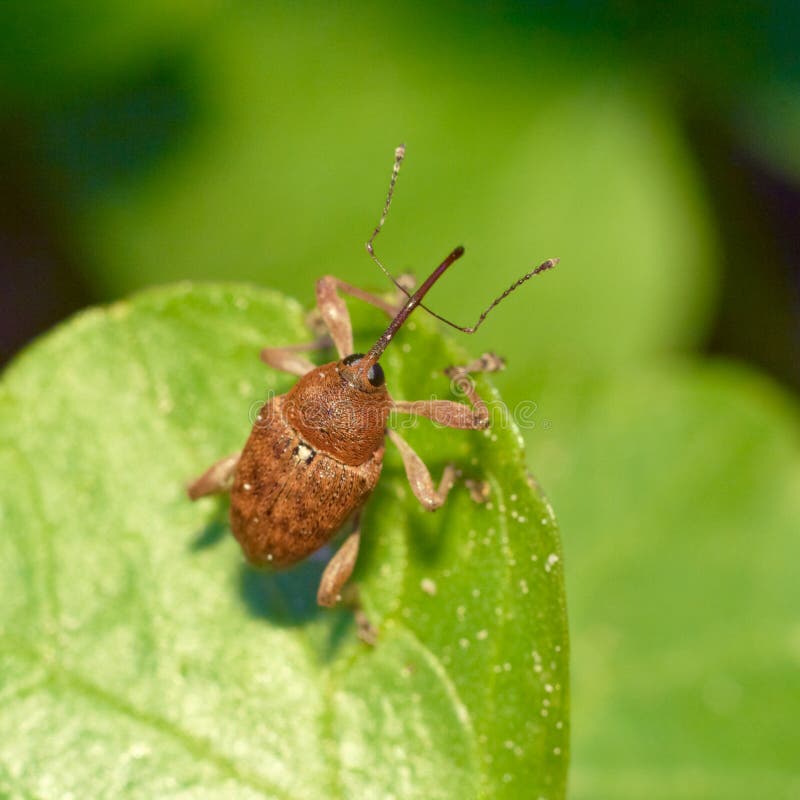 1+ Hazelnut weevil curculia nucum Free Stock Photos - StockFreeImages