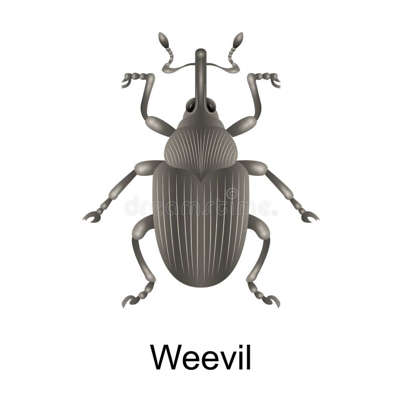 Weevil Vector Black Icon. Vector Illustration Pest Insect Weevil on ...