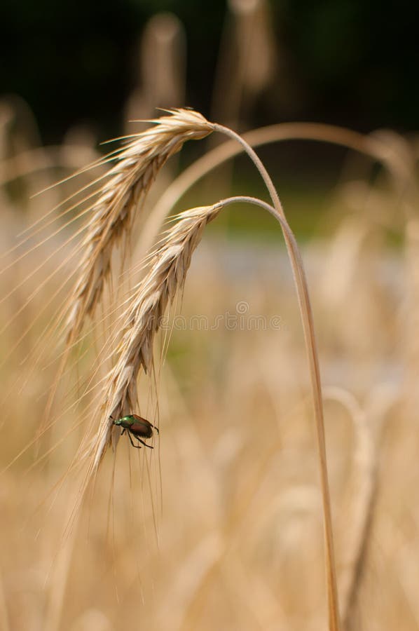 Beetle on wheat stock image. Image of season, farm, green - 44039001