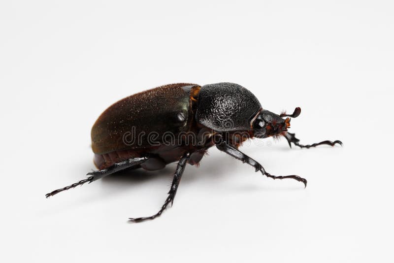 Coprophagous beetle stock image. Image of black, close - 23823875