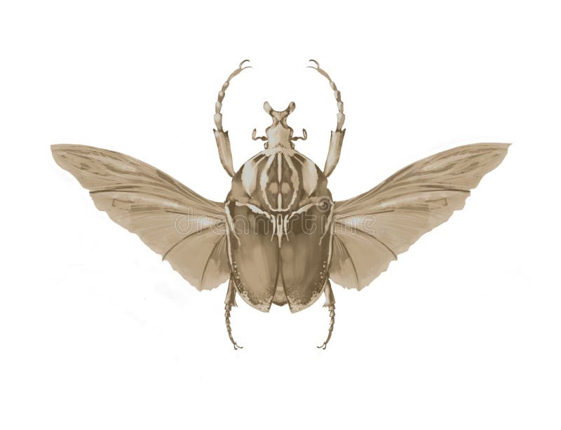 Beetle with Wings Graphic Illustration. Stock Illustration ...