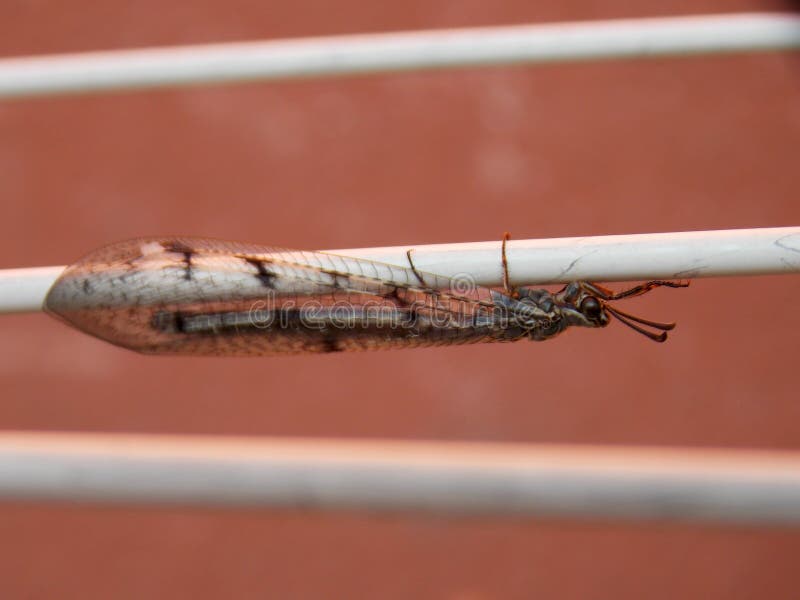 Beetle on the wire stock photo. Image of beetle, little - 125185214