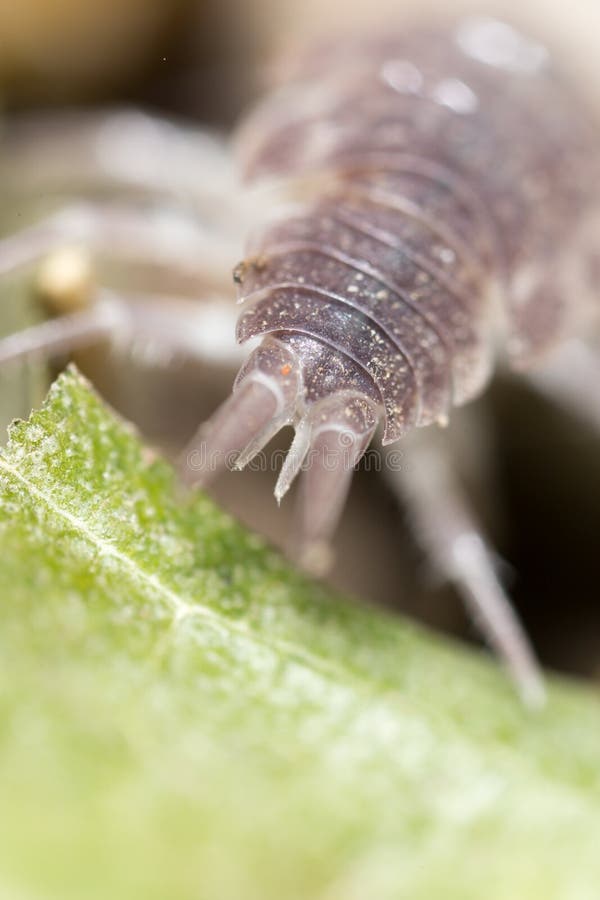 Beetle Wood Louse in the Ground. Macro Stock Photo - Image of insect ...