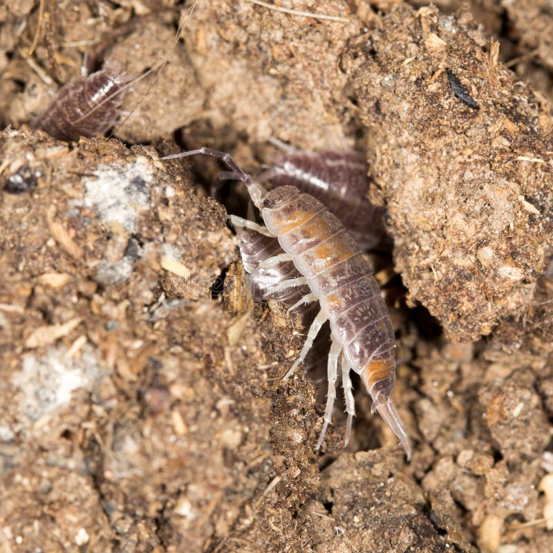 Beetle Wood Louse In The Ground. Macro Stock Photo - Image of macro ...