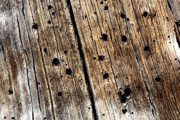 9,368 Beetle Texture Stock Photos - Free & Royalty-Free Stock Photos ...