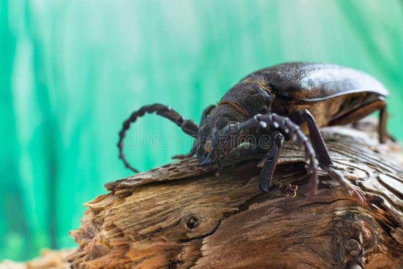 A Woodcutter Beetle with a Long Mustache and a Wood Lice are Sitting on ...