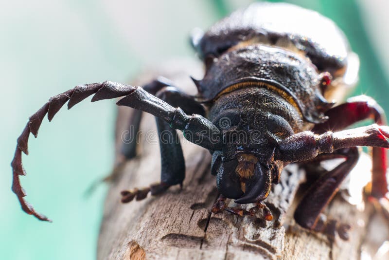 A Woodcutter Beetle with a Long Mustache and a Wood Lice are Sitting on ...