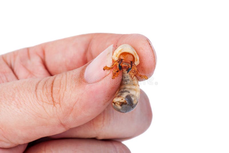 Beetle Worm in a Hand Isolated on a White Stock Photo - Image of white ...