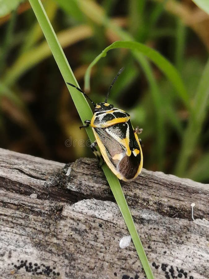 Beetle yellow nature stock image. Image of flower, wildlife - 200406027