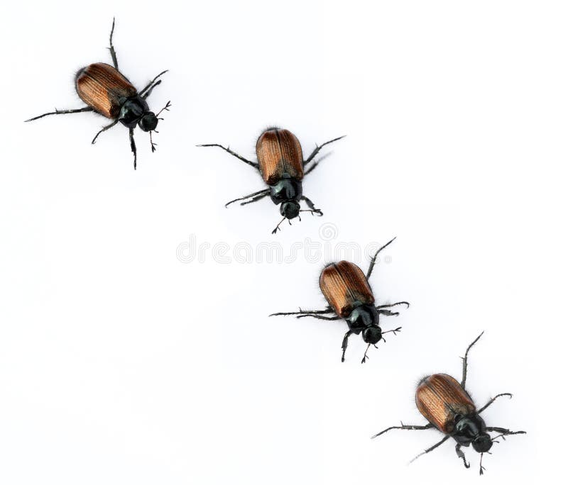 Beetles stock image. Image of isolation, walking, isolated - 7695719