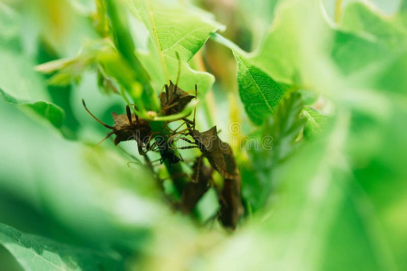 Beetles bugs attack ant stock photo. Image of environment - 74146474