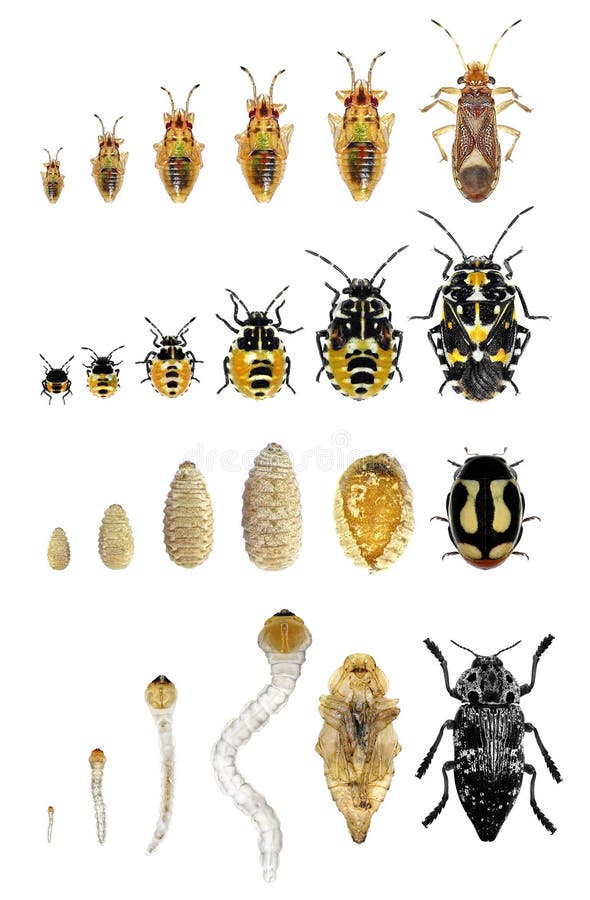 Growth Stages Of Insects Stages Of Complete Metamorphosis
