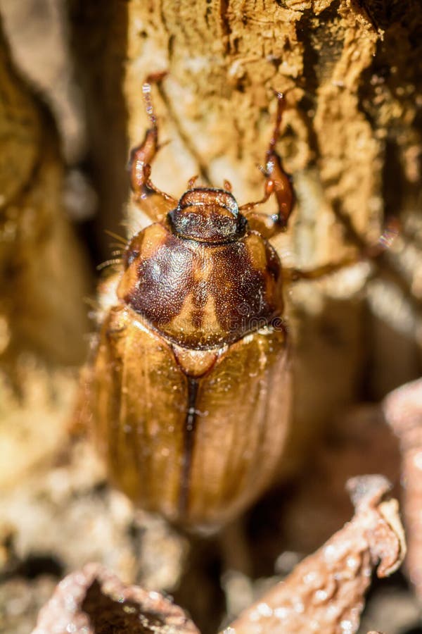 Beetles: Cockchafer or Maybug Melolontha Melolontha Stock Image - Image ...